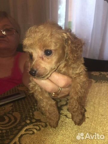 Той пудель девочки красные