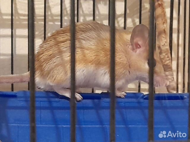 Игольчатые мышки