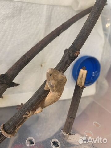 Обмен геккона бананоеда самка 1,1 год