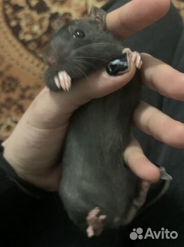 Продам крысок с клеткой