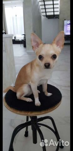 Вязка кобель чихуахуа чистокровный