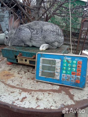 Кролик самка серый великан на племя 6 месяцев