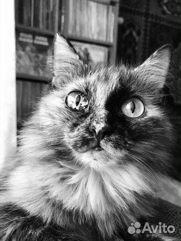 Черепаховая кошка