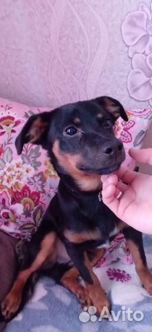 Цвергпинчер