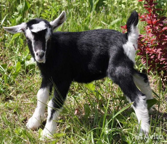 Козлята смесь зааненские, альпийские