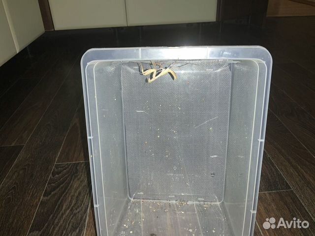 Живые богомолы поменяю на аквариумных рыбок