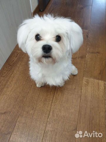 Мальтийская болонка вязка