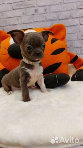 Щенки чихуахуа мини девочка