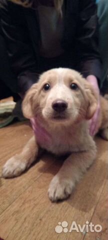 Щенок в добрые руки бесплатно