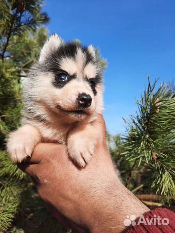 Щенки сибирской хаски