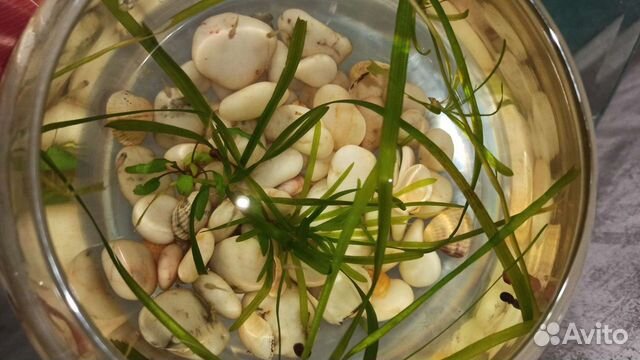 Мольки гуппи возраст около месяца