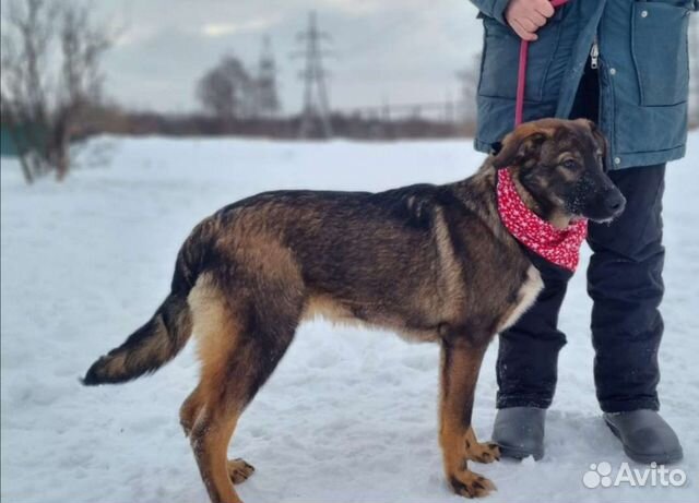 Крупный шенок подросток Рей растет в клетке приюта