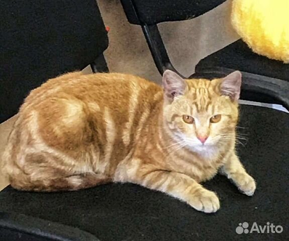 Котик подросток Лютик