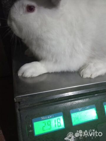 Крол белый панон на племя