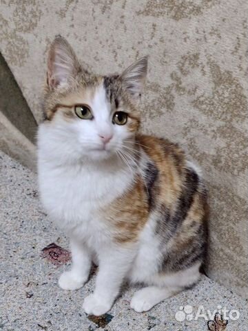Котёнок девочка в добрые руки