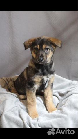 Щенок ищет дом