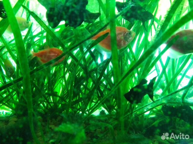 Аквариумные рыбки