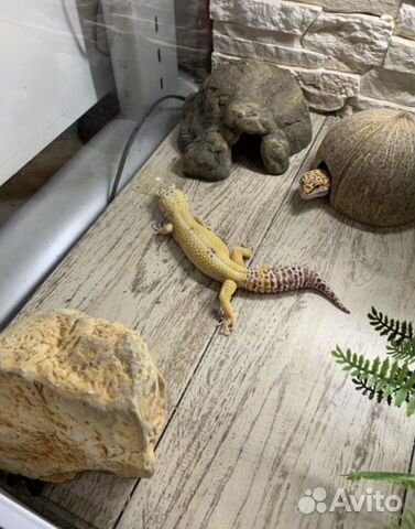 Эублефар с террариумом