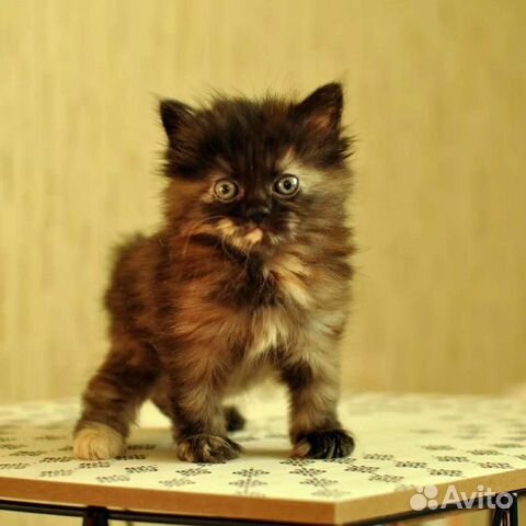 Курильский бобтейл котята