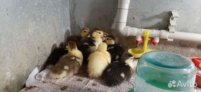 Мускусные утята индоутки