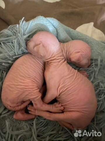 Продаются котята Донского сфинкса