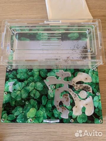 Фурмикарий с муравьями (недавно заехали)