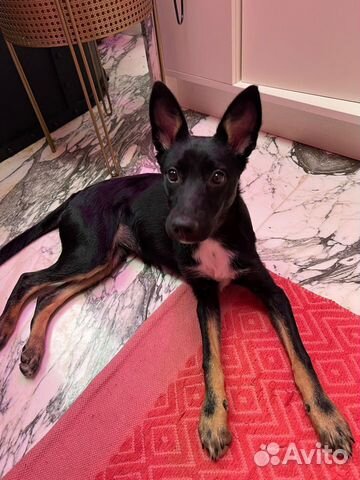 Молодая девочка (Доберман + дворянка)