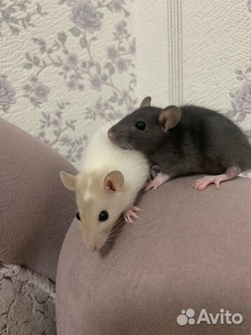 Декоративные крысята девочки