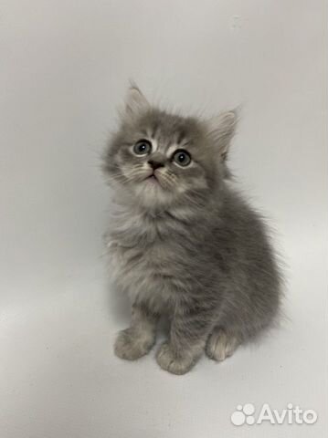 Ласковый очаровашка