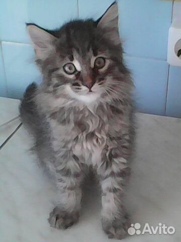 Котята- "медвежата" (пушистики-хайленды)