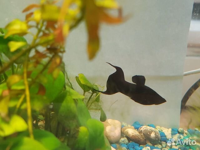 Моллинезии