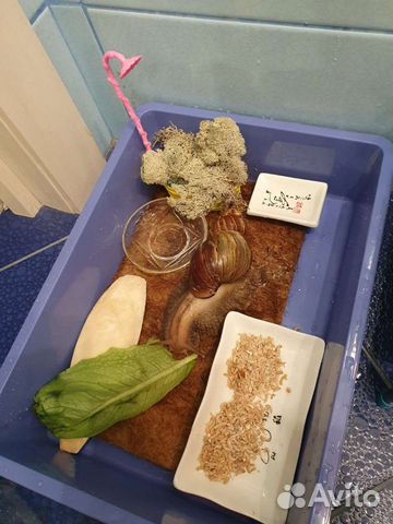 Улитка Ахатина с террариумом