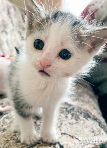Котенок