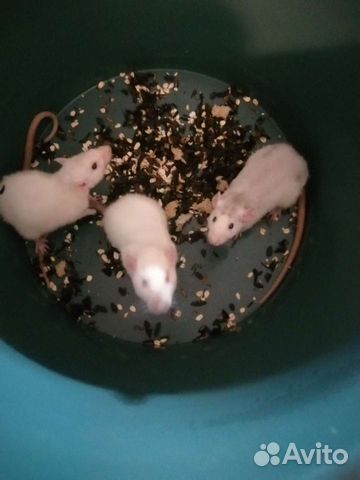 Продам крыс