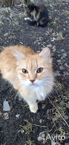 Лучик солнышка мечтает о доме