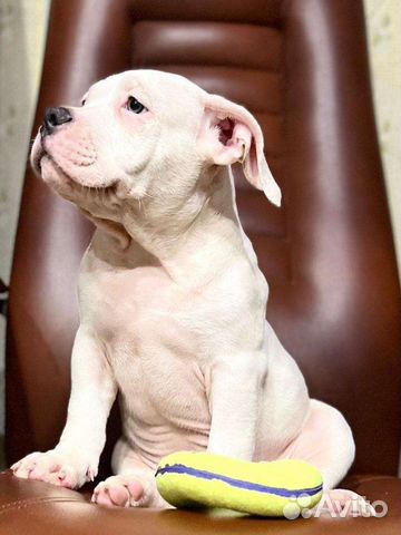 Американский бульдог