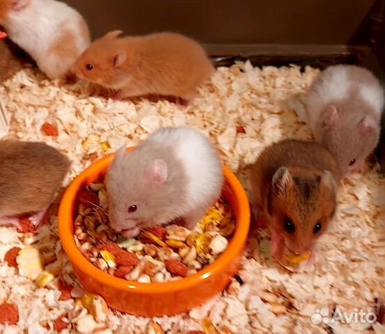 Сирийские хомячки