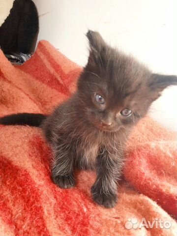 Отдам домашнего котенка