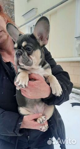 Голубой щенок французского бульдога