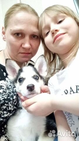 Сибирский хаски