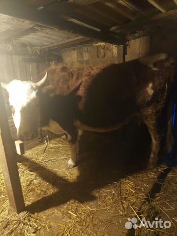 Корова стельная