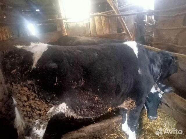 Продаются телки