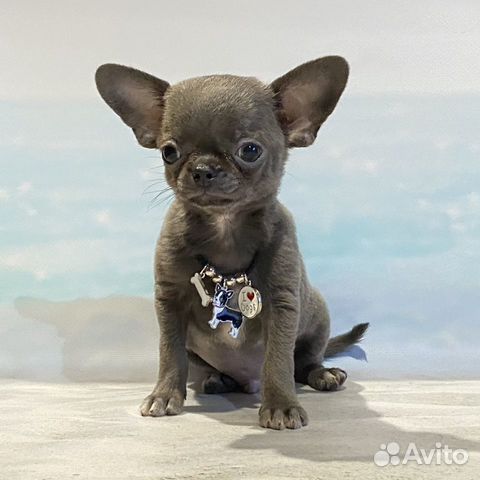 Чихуахуа, голубой мальчик