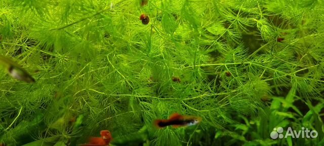 Аквариумные растения