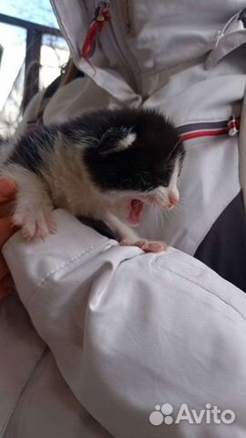 Котята в добрые руки даром