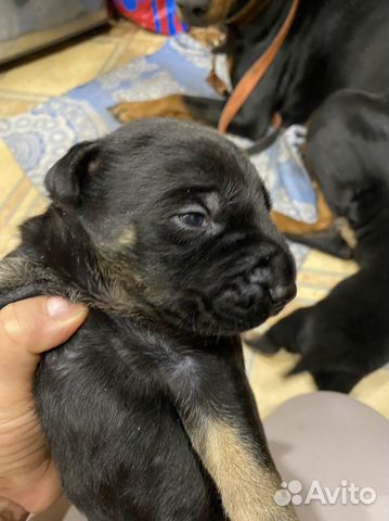 В добрые руки