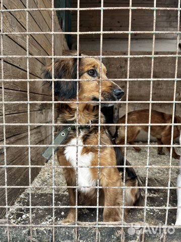 Такса выживает в приюте