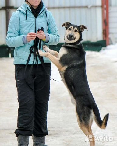Собака (Скуби)