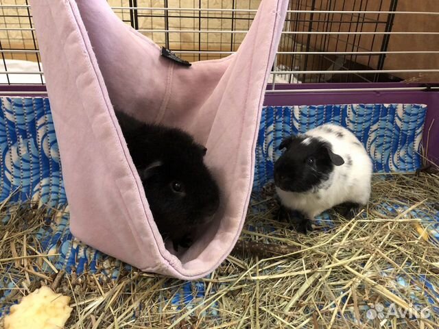 Морские свинки