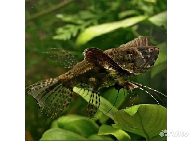 Пантодон рыба-бабочка